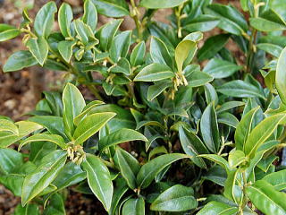 サルココッカ 新・花と緑の詳しい図鑑